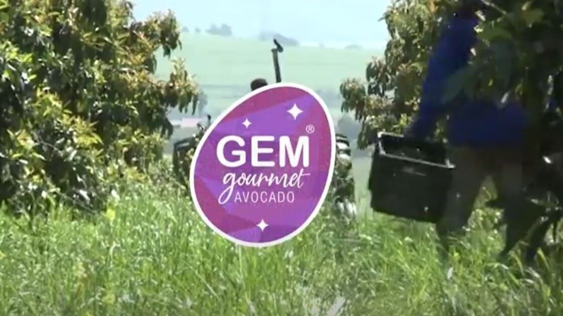 Growing GEM® Avocados | GEM® Avocado