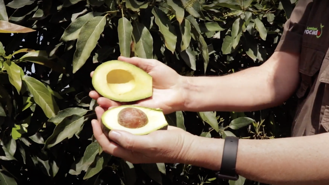 Growing GEM® Avocados | GEM® Avocado