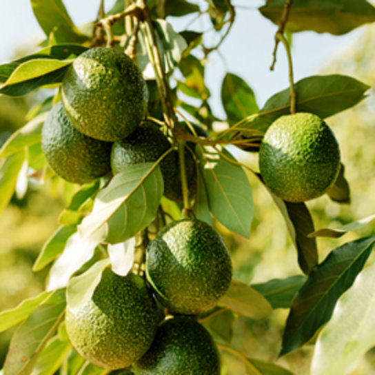 GEM® Avocado | A remarkable and perfectly ripe avocado eating experience.