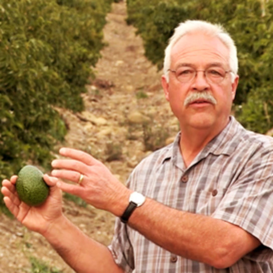 GEM® Avocado | A remarkable and perfectly ripe avocado eating experience.