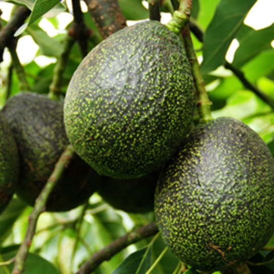 GEM® Avocado | A remarkable and perfectly ripe avocado eating experience.