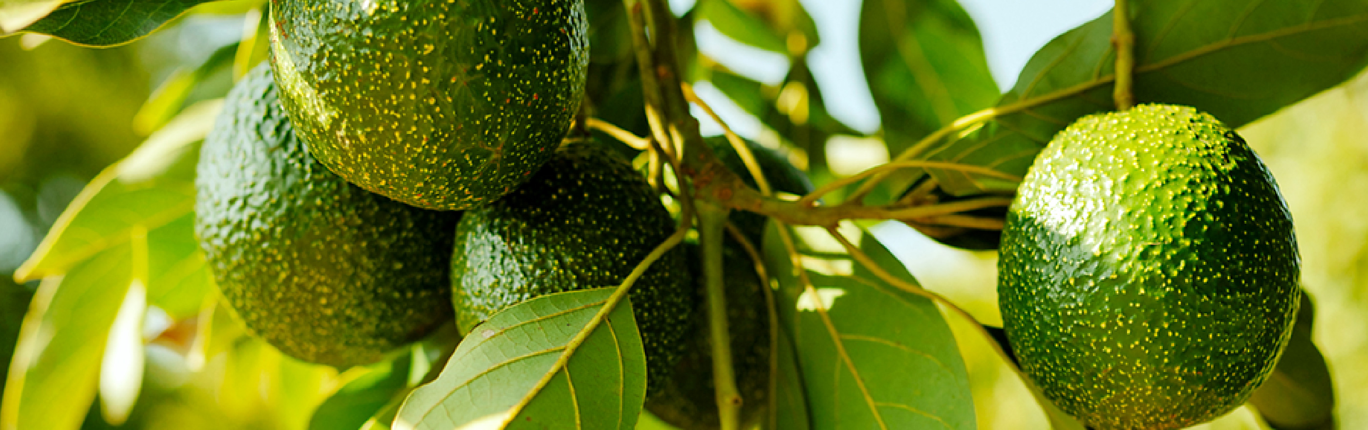 GEM® Avocado at Tesco | GEM® Avocado